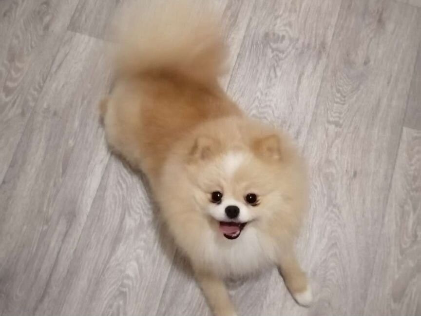 Померанский шпиц мини вязка