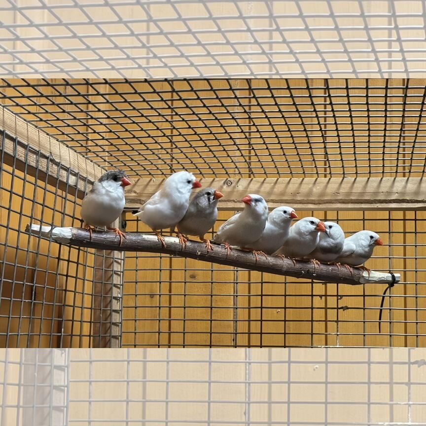 Зебровые амадины