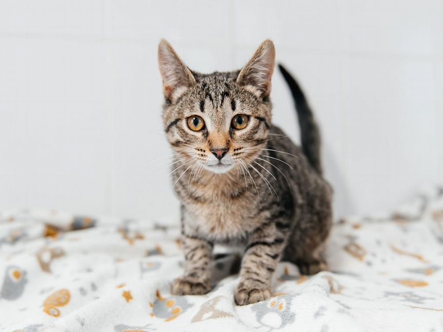 Котенок ищет семью