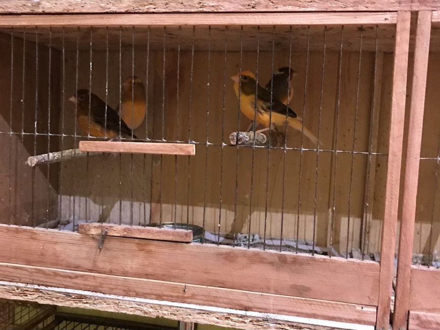 Щеглы, реполовы, чижики, канарейки, кенора