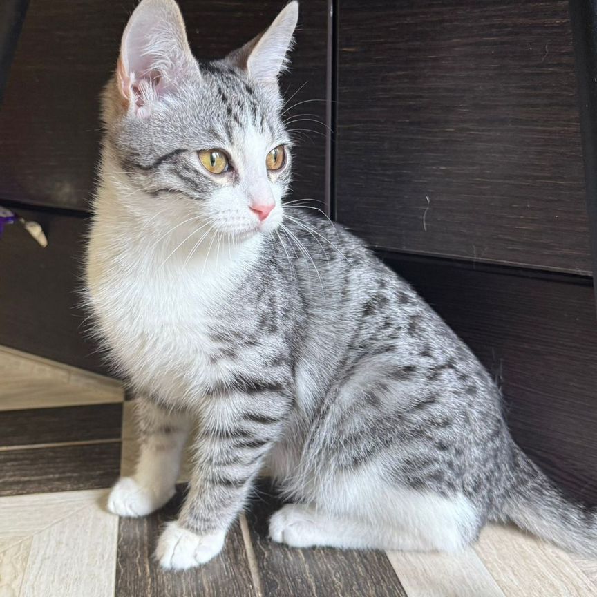 Котёнок девочка в добрые руки