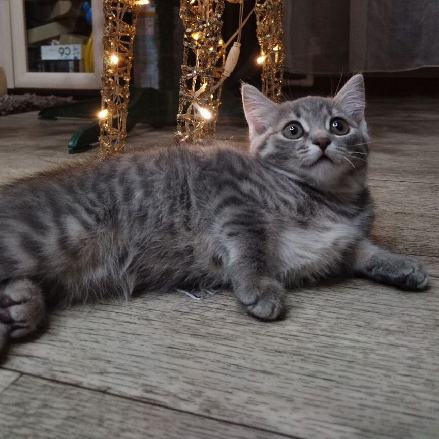 Сибирский котёнок