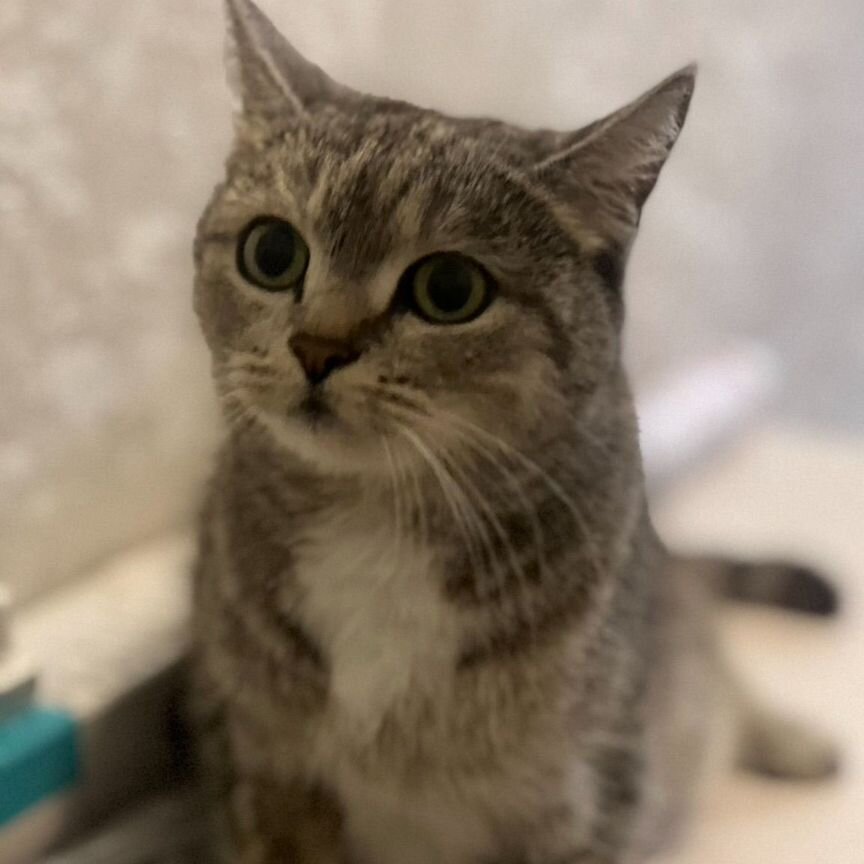 Шотландская