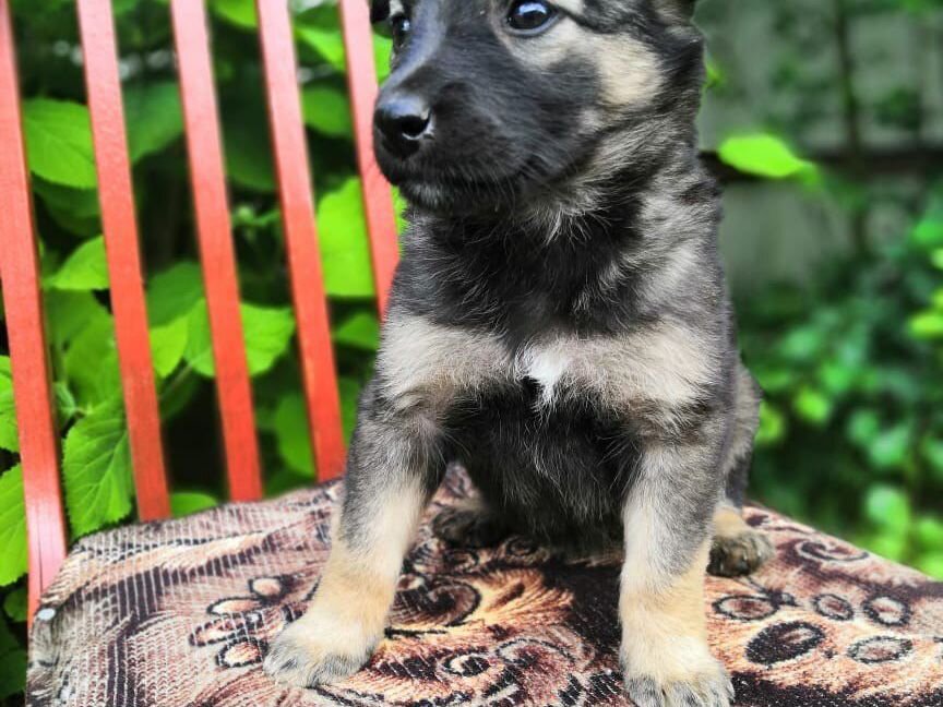 Щенки метисы овчарки