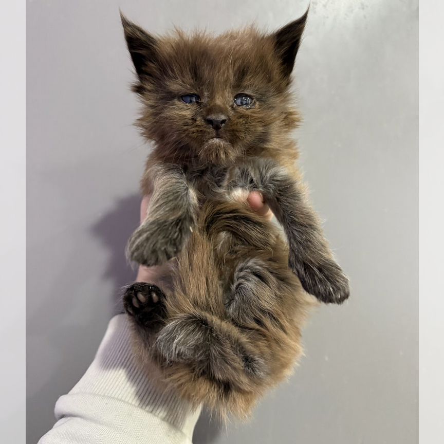 Мейн-кун котёнок