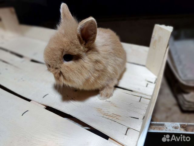 Крольчата карликовые, месячные