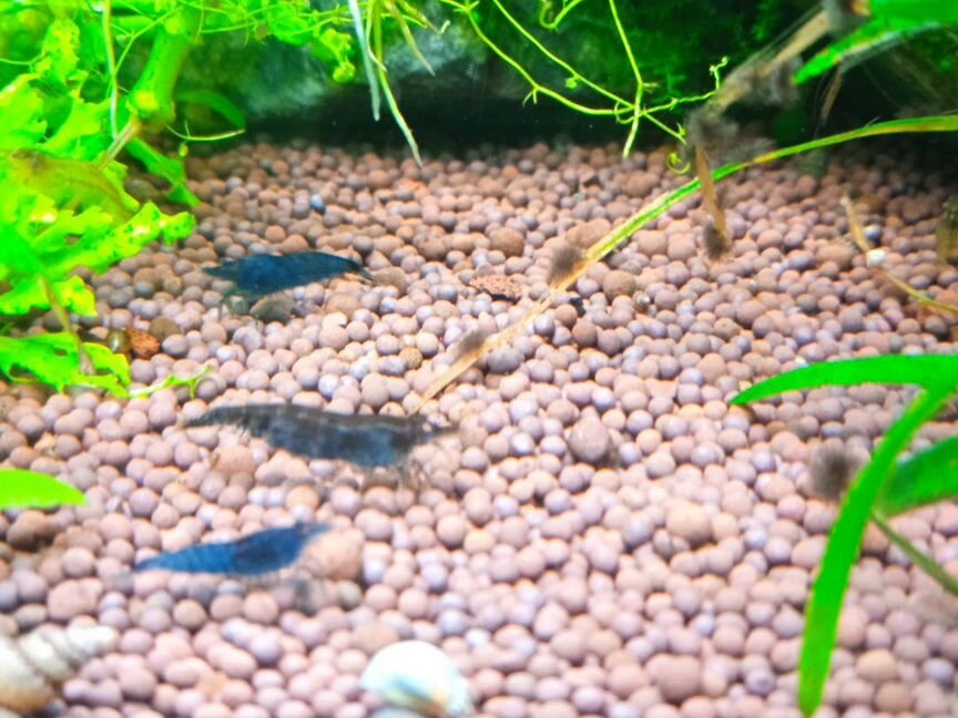 Аквариумные креветки блю дрим
