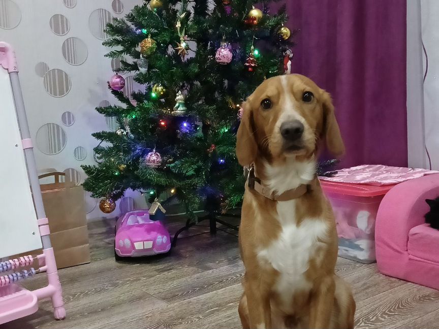 Собака в добрые руки