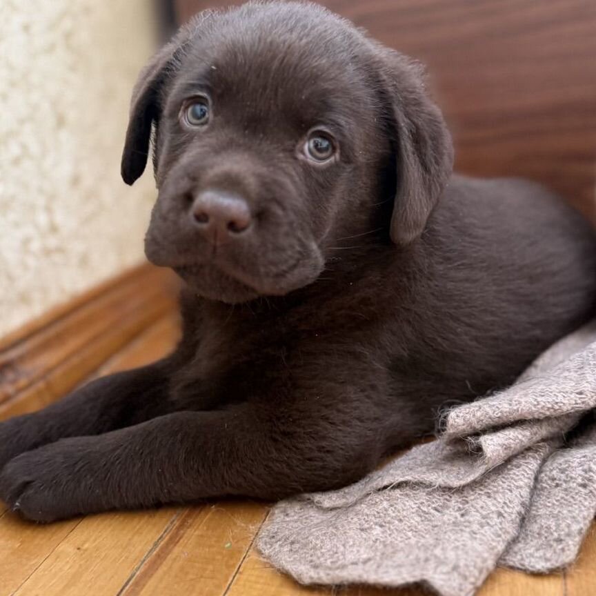 Лабрадор-ретривер, щенок
