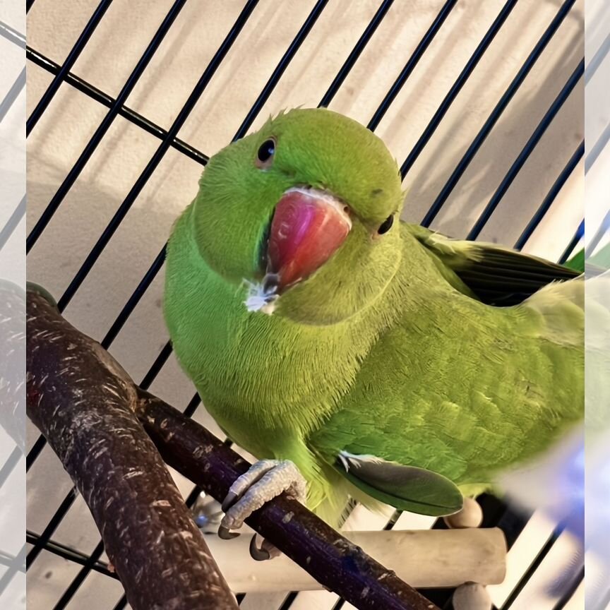 Ожереловый попугай самец