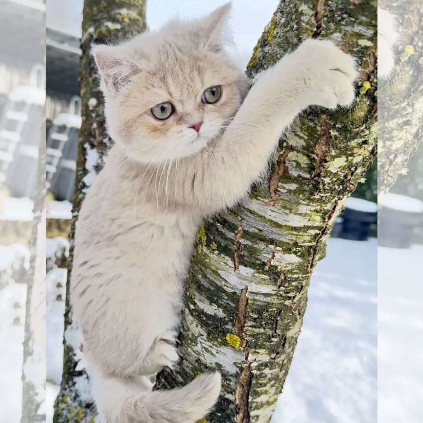 Британский короткошёрстный котёнок