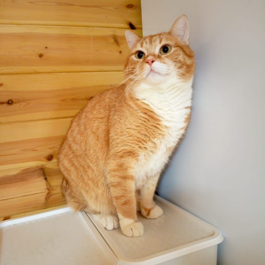 Рыжий котик
