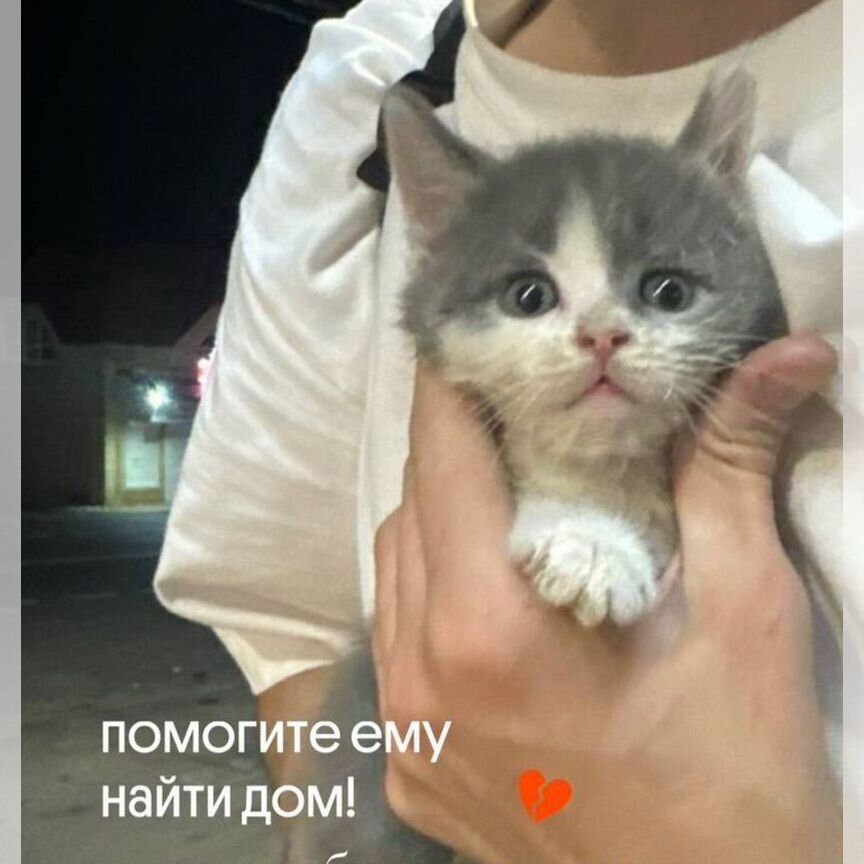 Котенок в добрые руки