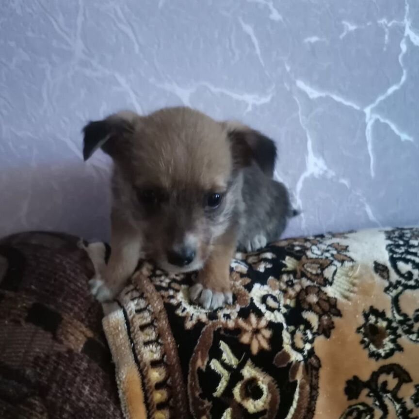 Щеночек в добрые руки