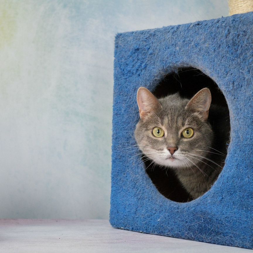 Мечта приютской кошки - обрести дом