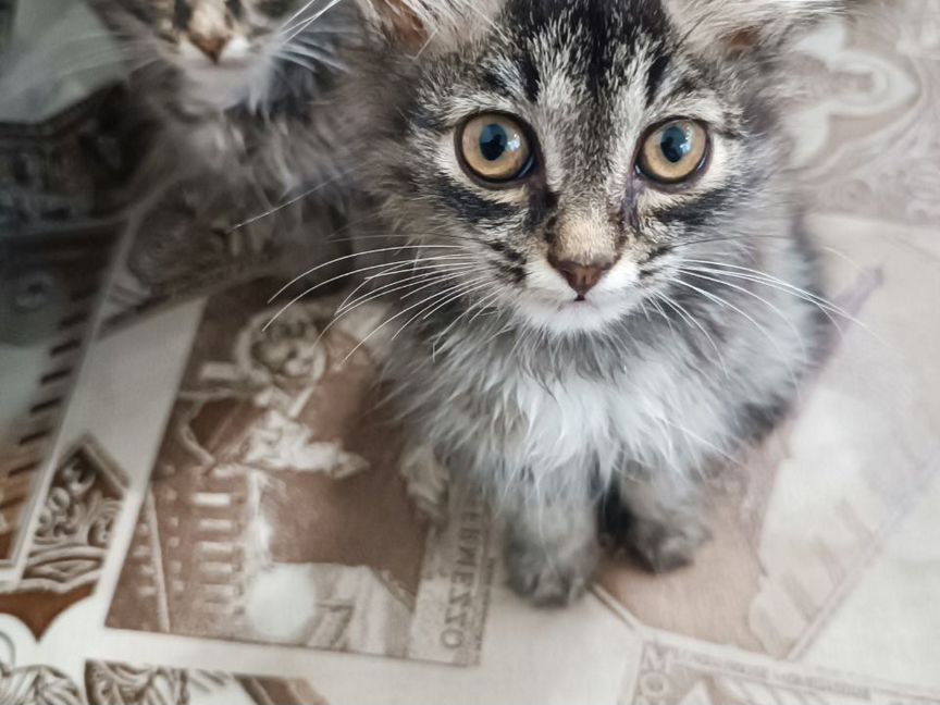 Отдам в добрые руки двух маленьких кошечек