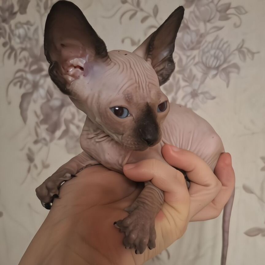 Канадский сфинкс котёнок