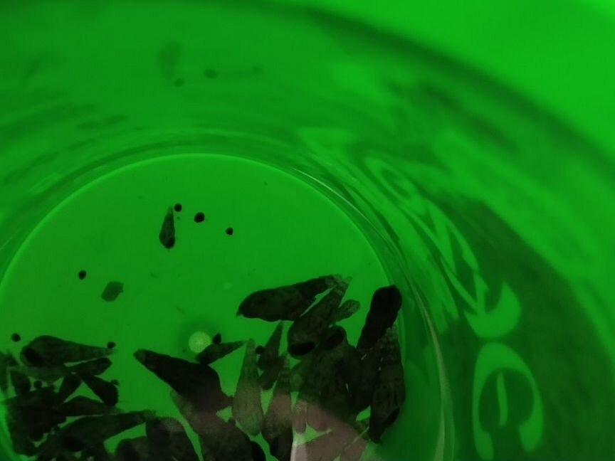 Улитки Мелании бесплатно