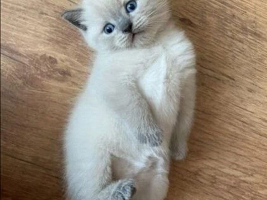 Котята Невские маскарадные