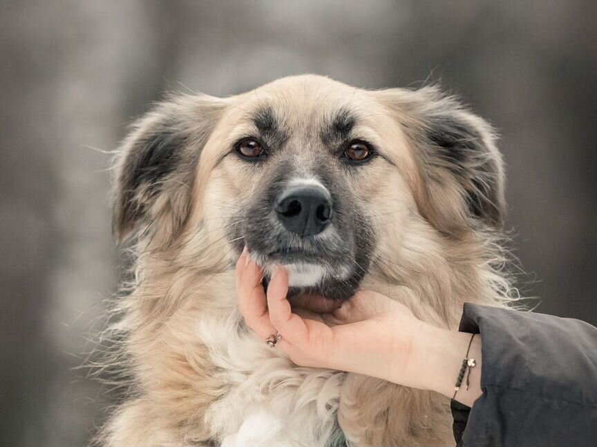 Ее Величество Альма ищет семью