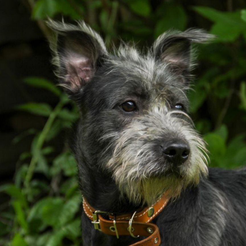 Взрослая собака в добрые руки