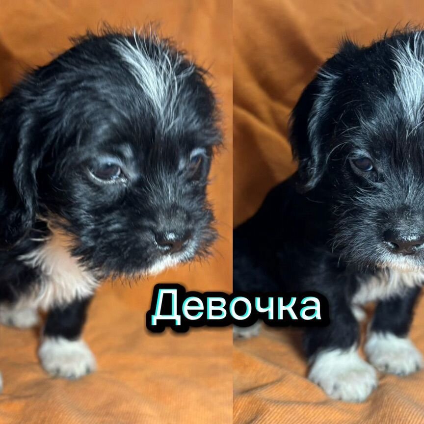 Щенок от частного владельца