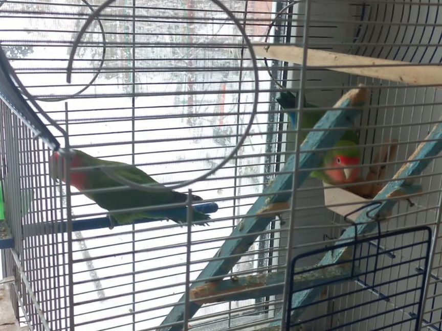 Попугаи неразлучники