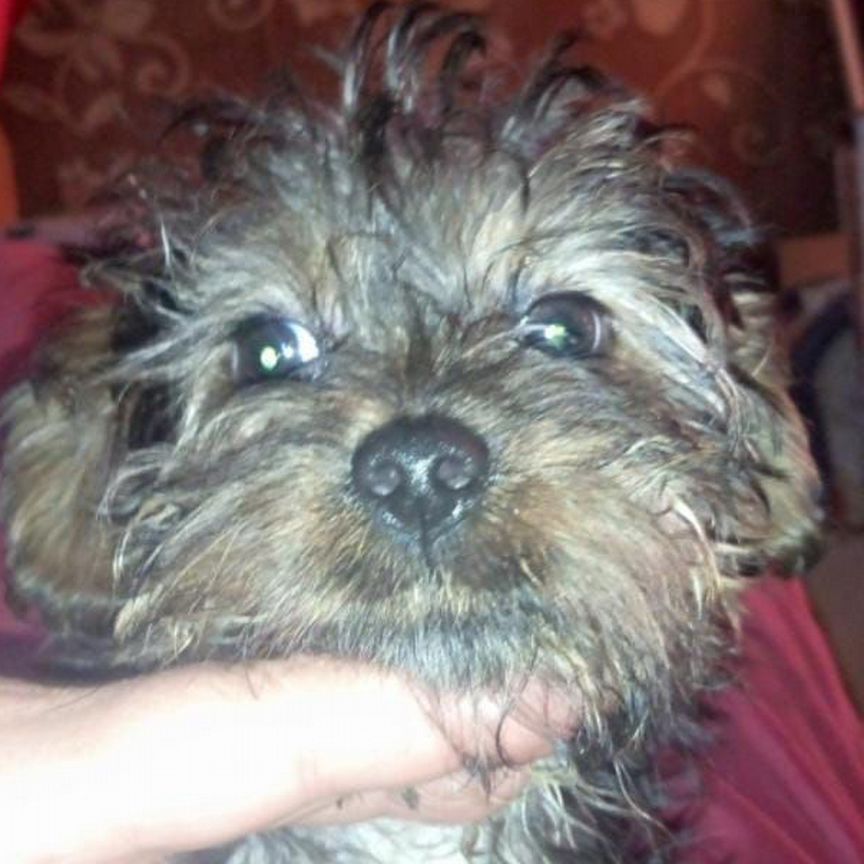 Йоркширский терьер 8месяцев