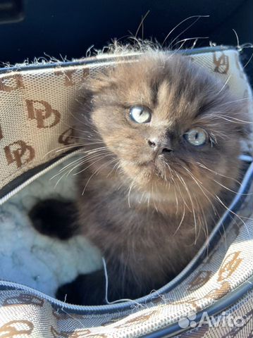 Котенок шотландская