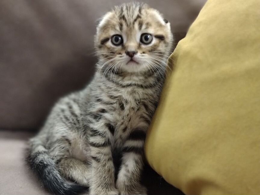 Шотландские котята