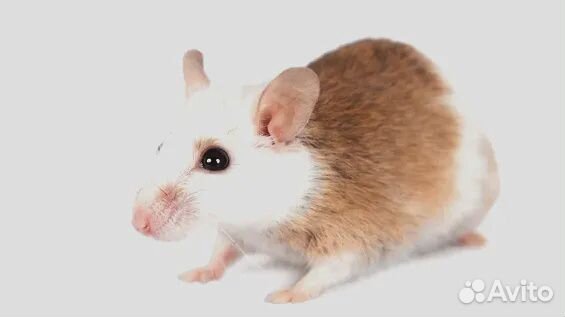 Мастомис натальсккая мышь