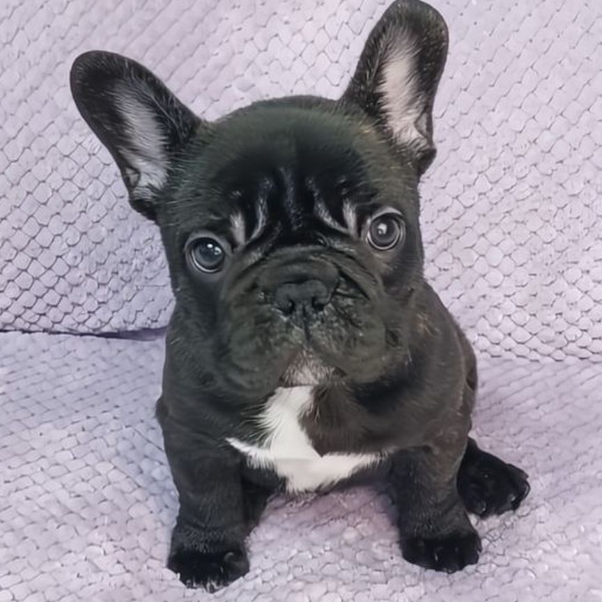 Французский бульдог, щенок