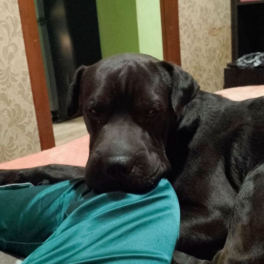 Вязка собак