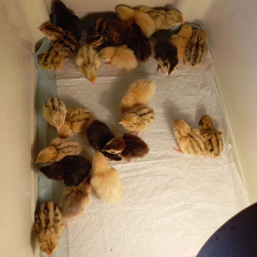 Перепелята