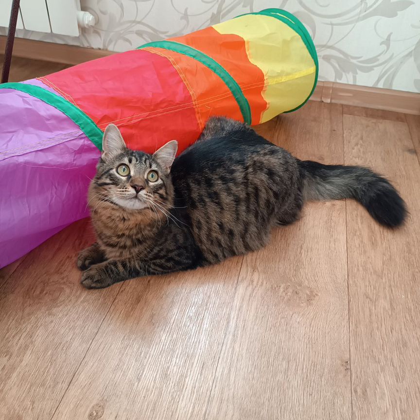 Котик подросток