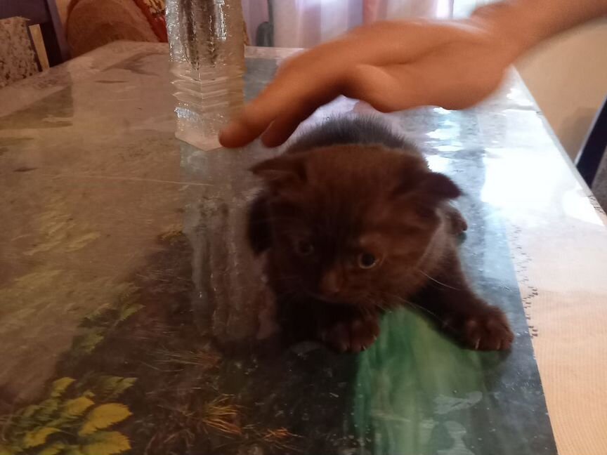 Кошки породистые