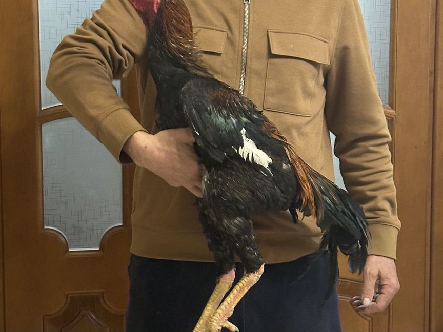 Дакан Хораз бойцовый