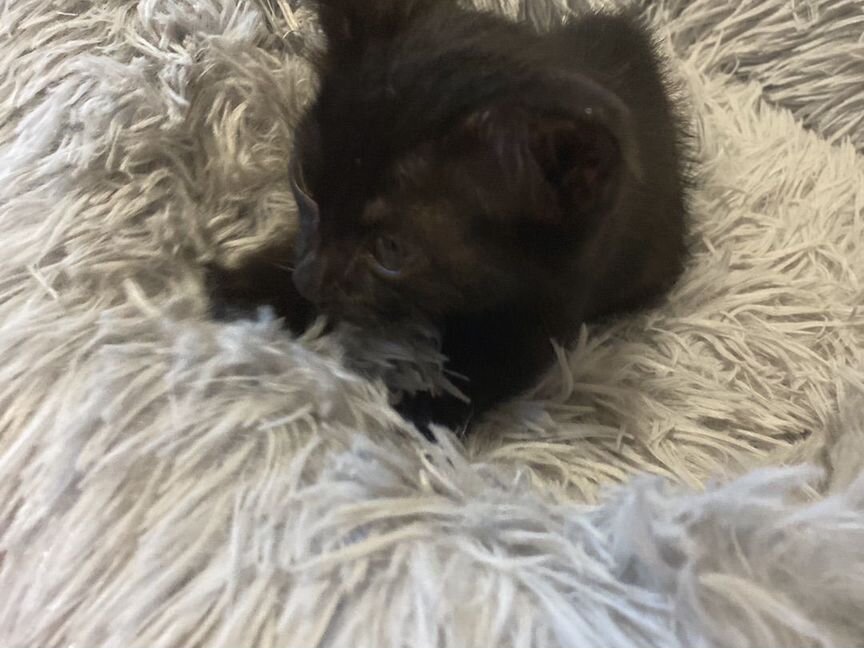 Котенок девочка в добрые руки