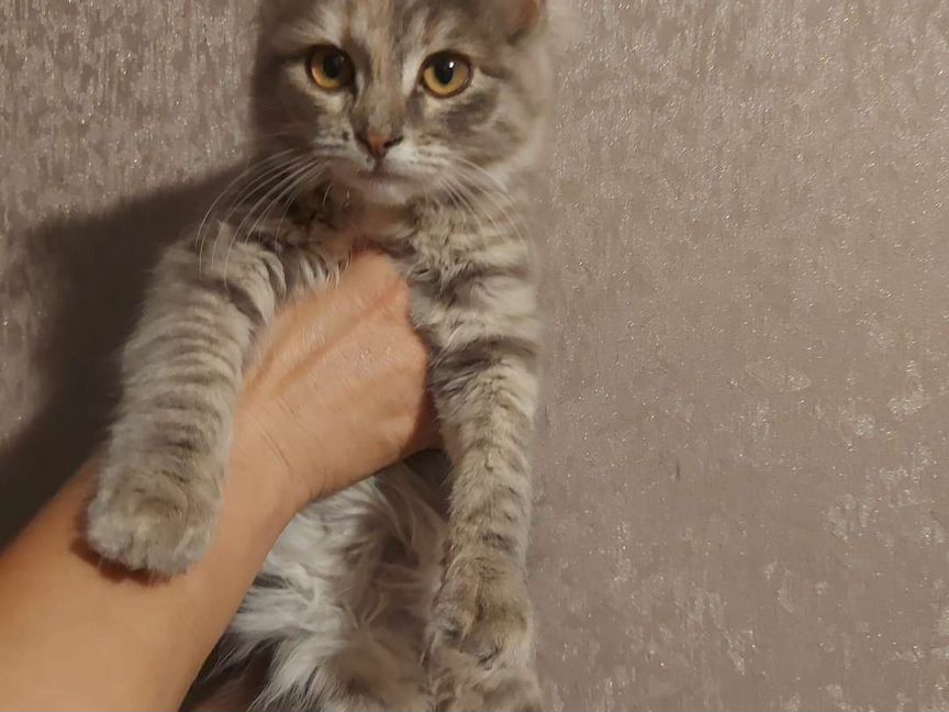 Кошка