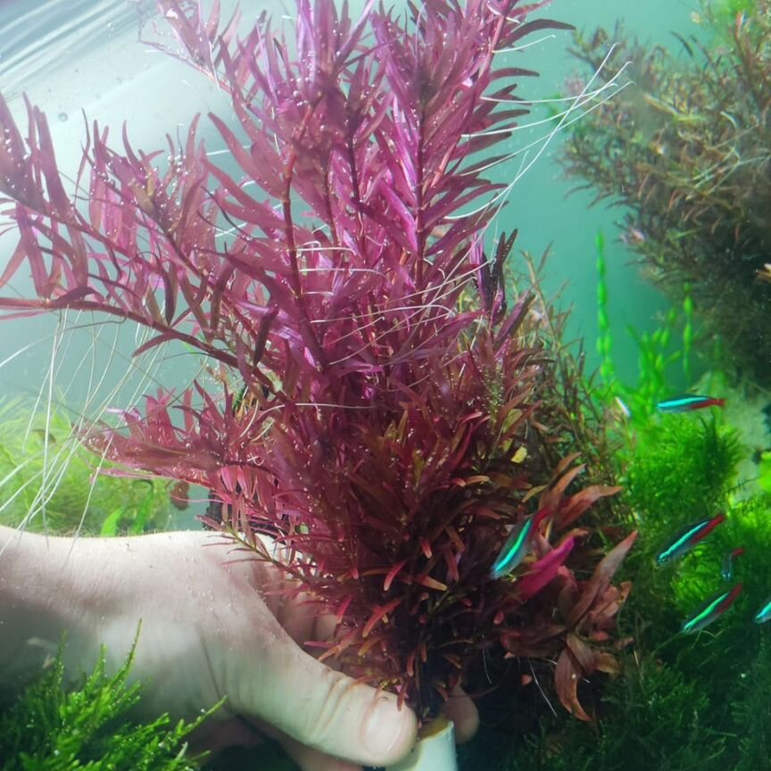 Аквариумное растение,прополка