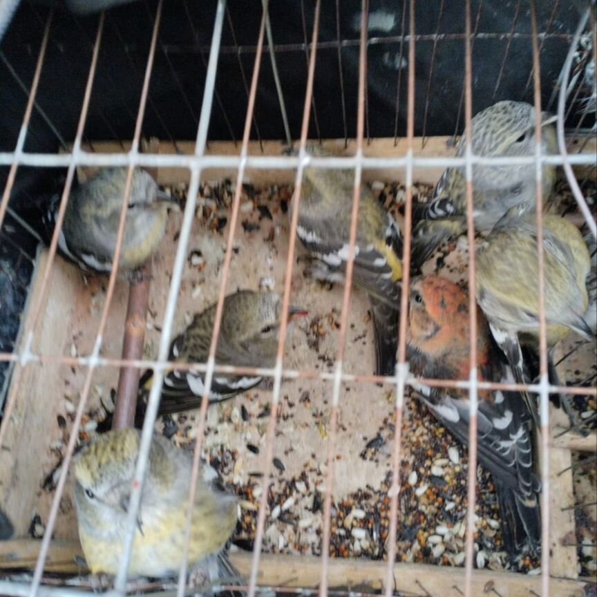 Клест белокрылый