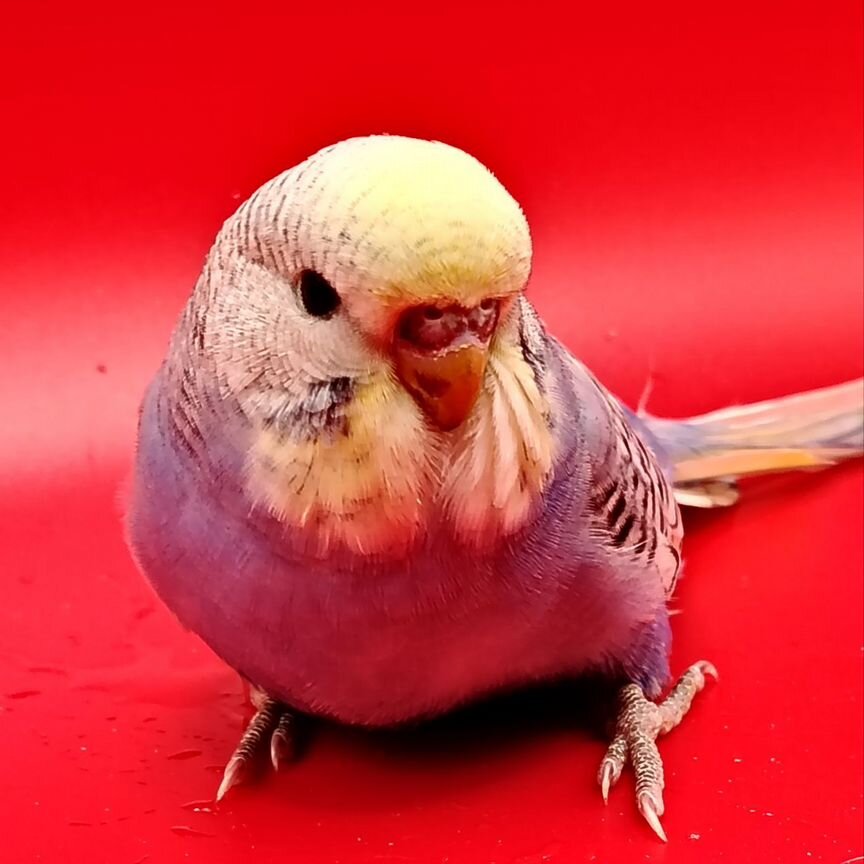 Волнистый попугай