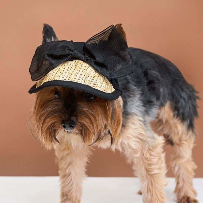 Кепка для собак