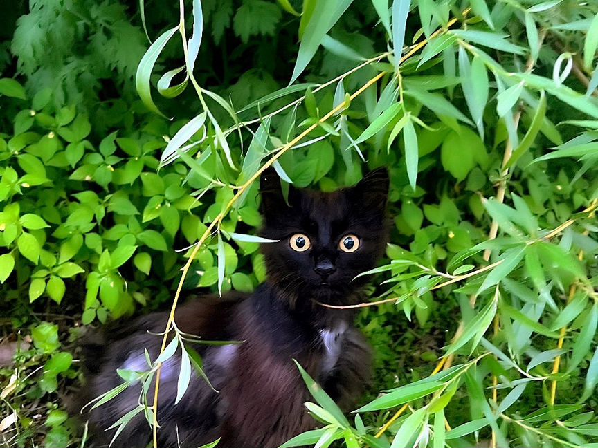 Котик ищет домик