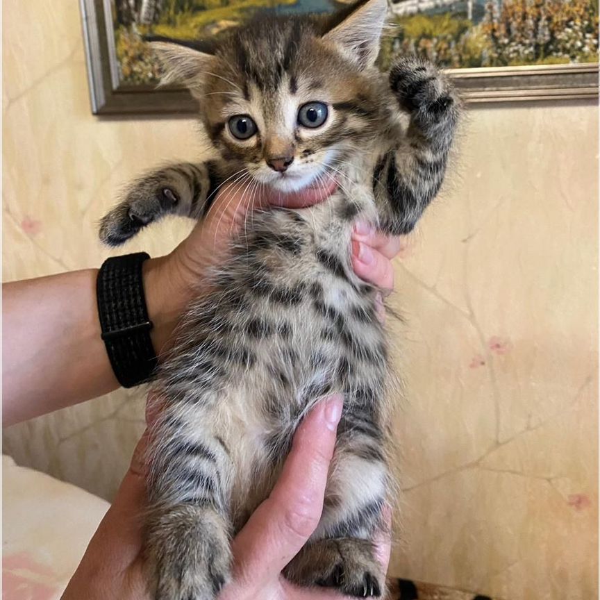Отдам котят в добрые руки
