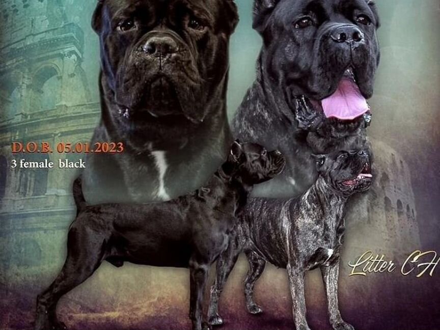 Собаки щенки