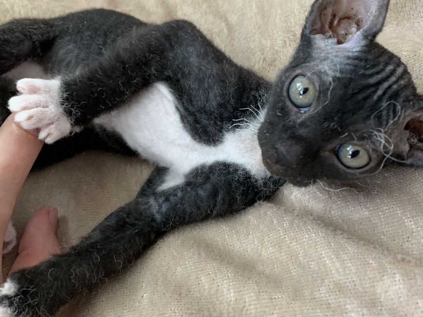 Котенок девочка