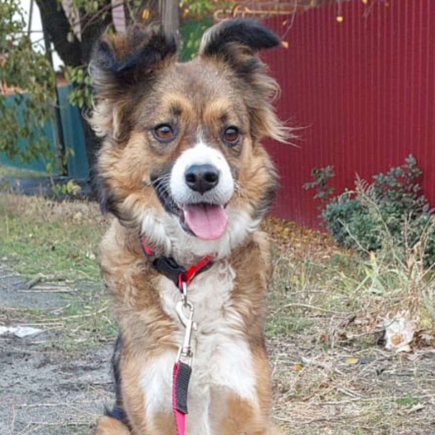 Собака из отлова ищет дом