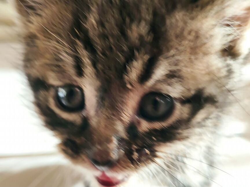 Котята в добрые руки девочки