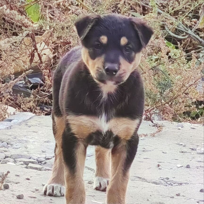 Щенок мальчик 2 мес